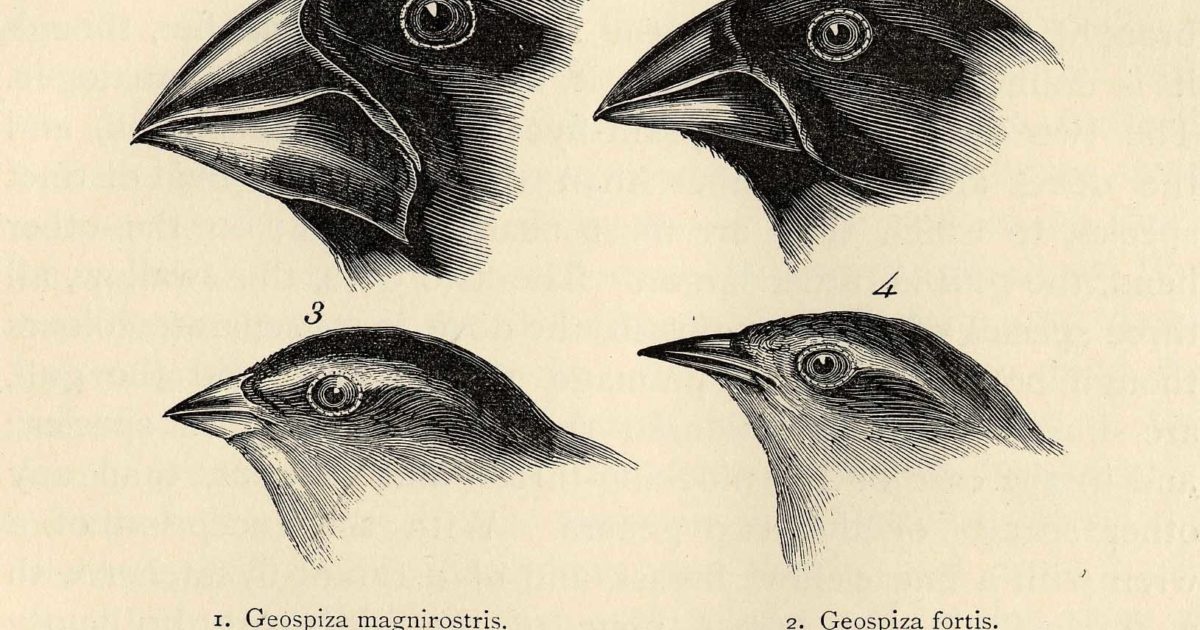 Education worksheets | The Linnean Society