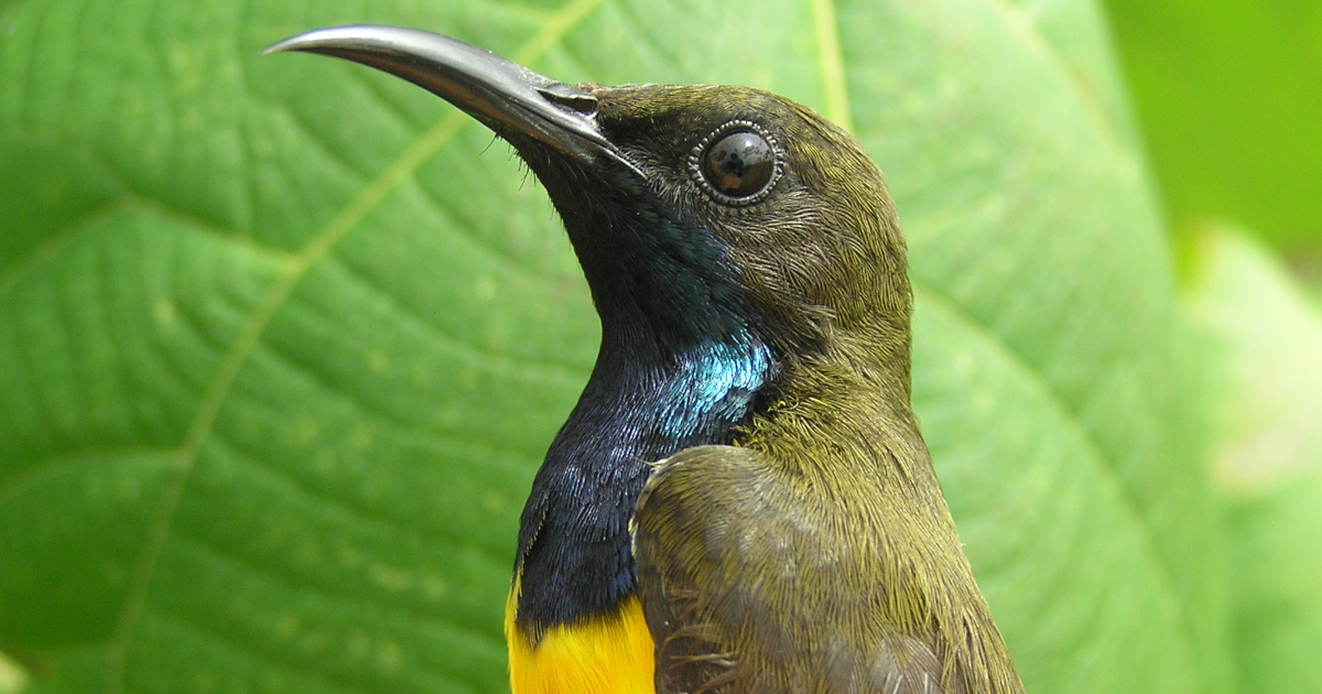Finding Sunbird Species in Wallacea | The Linnean Society