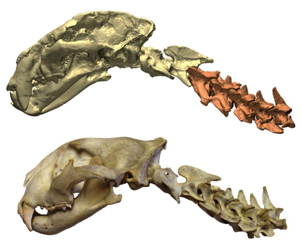 24th February 2020: How sabre-toothed cats got… | The Linnean Society