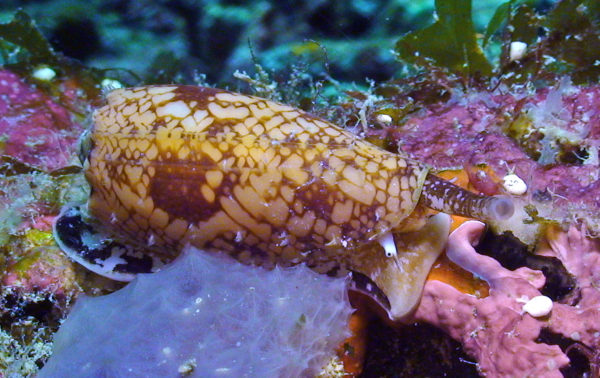 8th June 2017: World Oceans Day | The Linnean Society