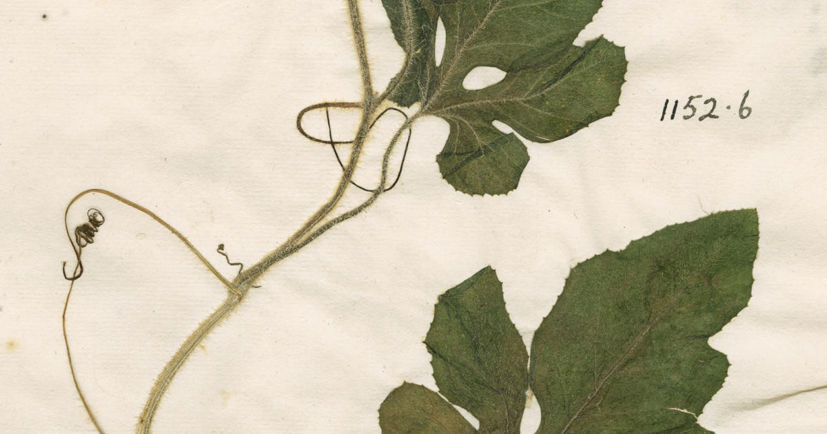 Linnaean Collections | Collections | The Linnean Society