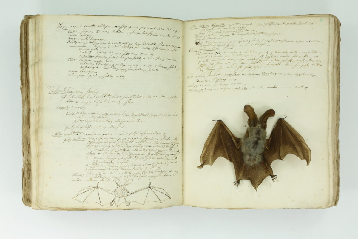 "On the bat's back I do fly after summer… | The Linnean Society