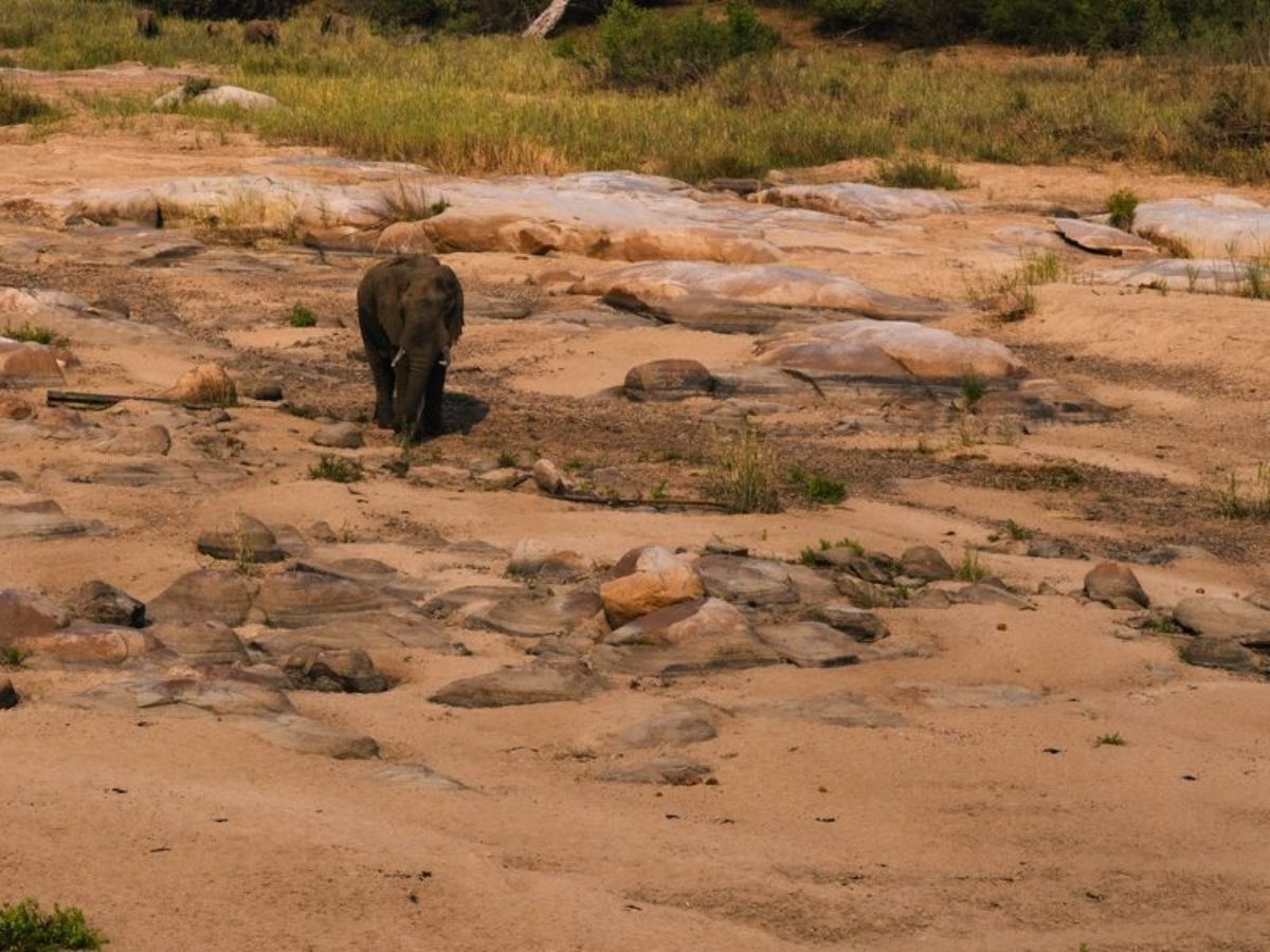 Elephant Poo is a World Class… | The Linnean Society