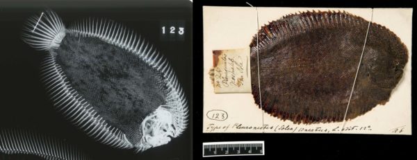 Inside the Fish Skin Collection: Ollie Crimmen… | The Linnean Society