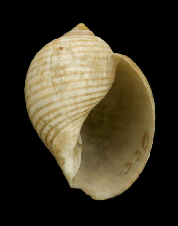 The Linnaean Shell Collection | The Linnean Society