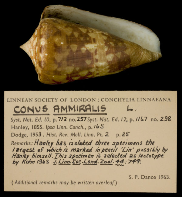 The Linnaean Shell Collection | The Linnean Society