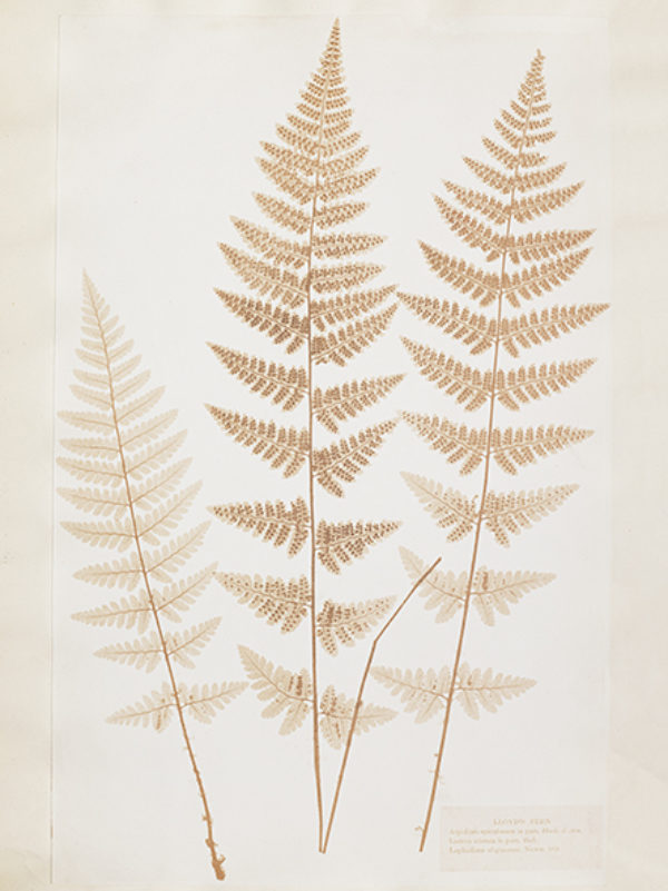 Nature Printing | The Linnean Society