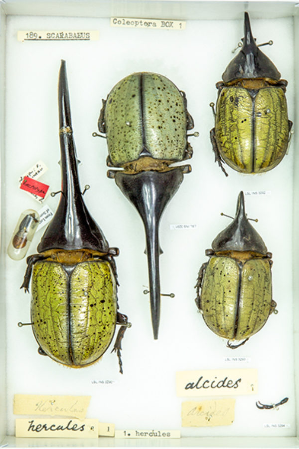 Entomology | The Linnean Society
