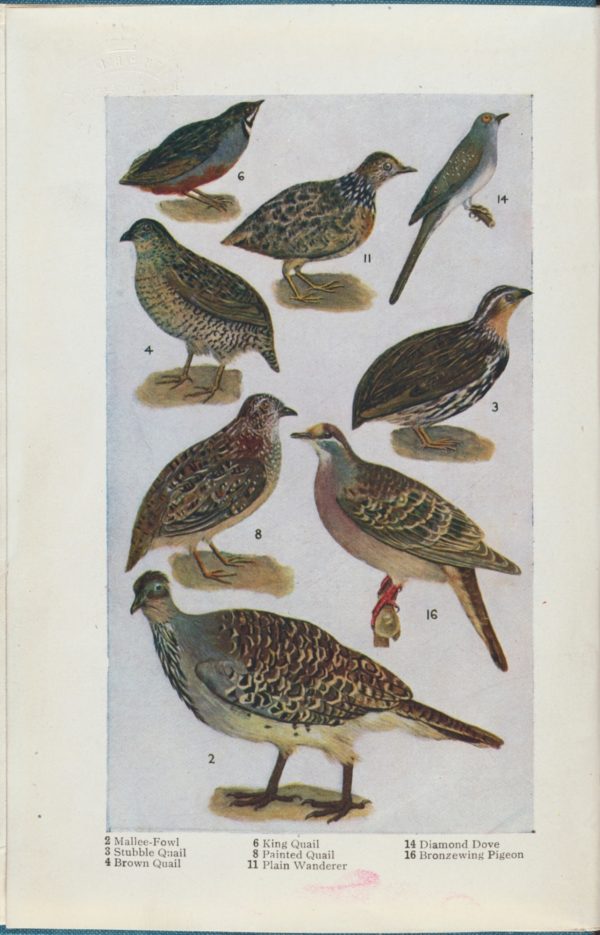 JA Leach: A Nature Influencer of his Time | The Linnean Society