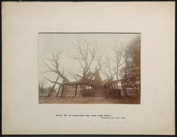 Under England’s famous old oak tree: John… | The Linnean Society