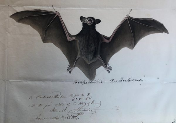 "On the bat's back I do fly after summer… | The Linnean Society