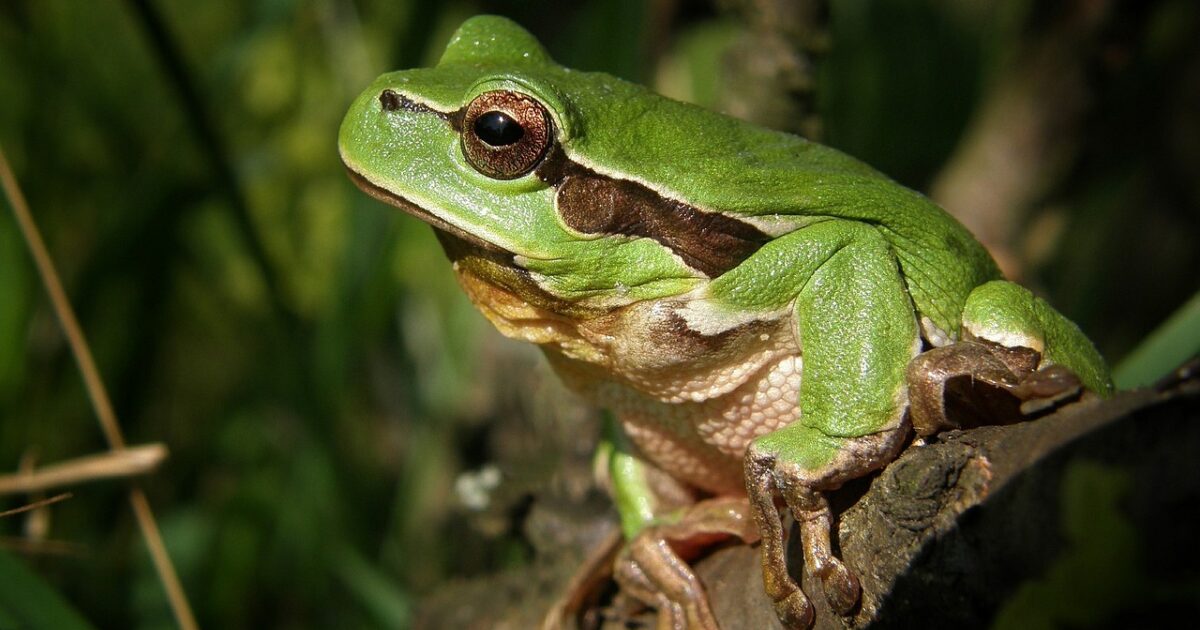 Island-Hopping Frogs: How Geology, Ocean… | The Linnean Society