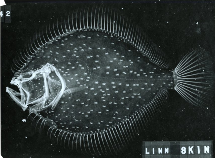 Inside the Fish Skin Collection: Ollie Crimmen… | The Linnean Society