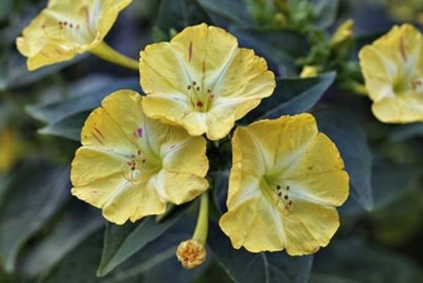March 2013: Linnaeus’ Floral Clock | The Linnean Society