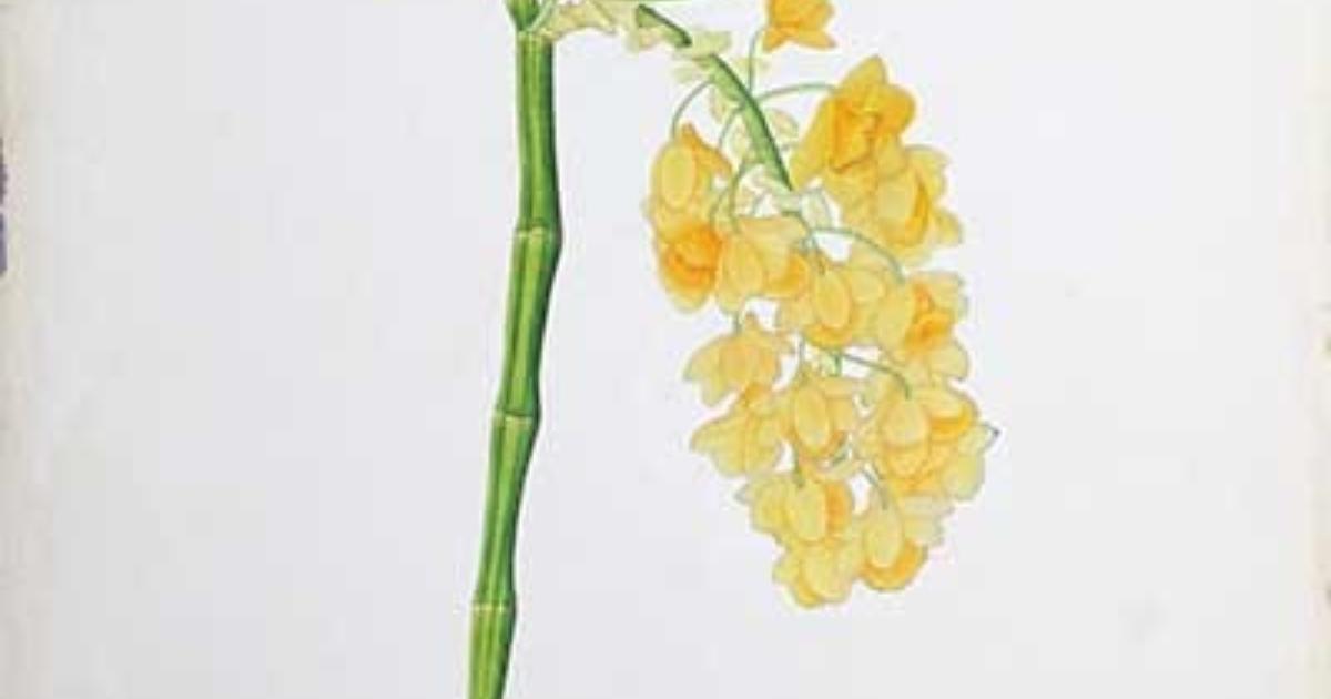 January 2013: The Nepalese Botanical Drawings of Francis Buchanan ...